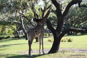 10 Favorite Things About Walt Disney World’s Animal Kingdom | Disney Dining