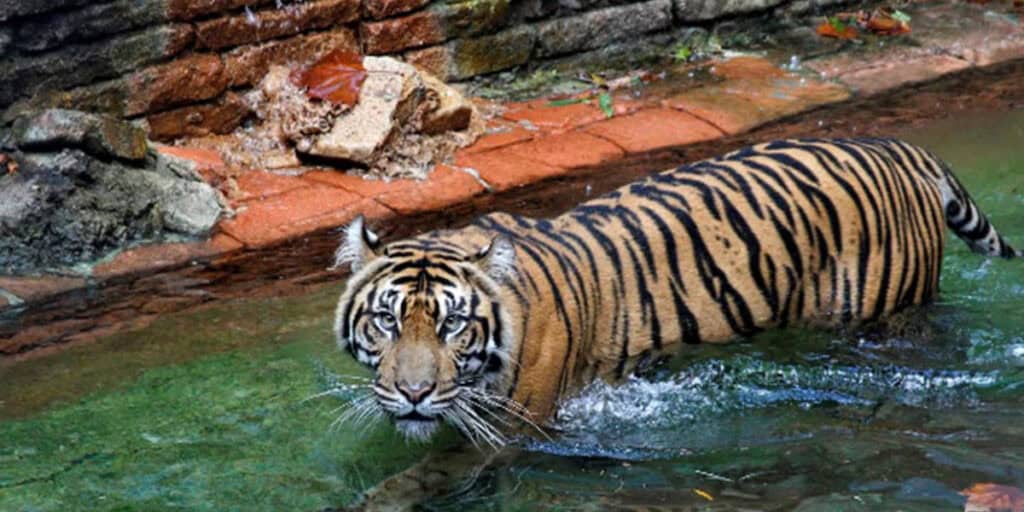 Baby Tiger at Disney World Now Alone After Being Separated From Mom ...