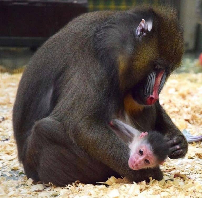 New Baby Mandrill Monkey Born at Disney's Animal Kingdom! | Disney Dining