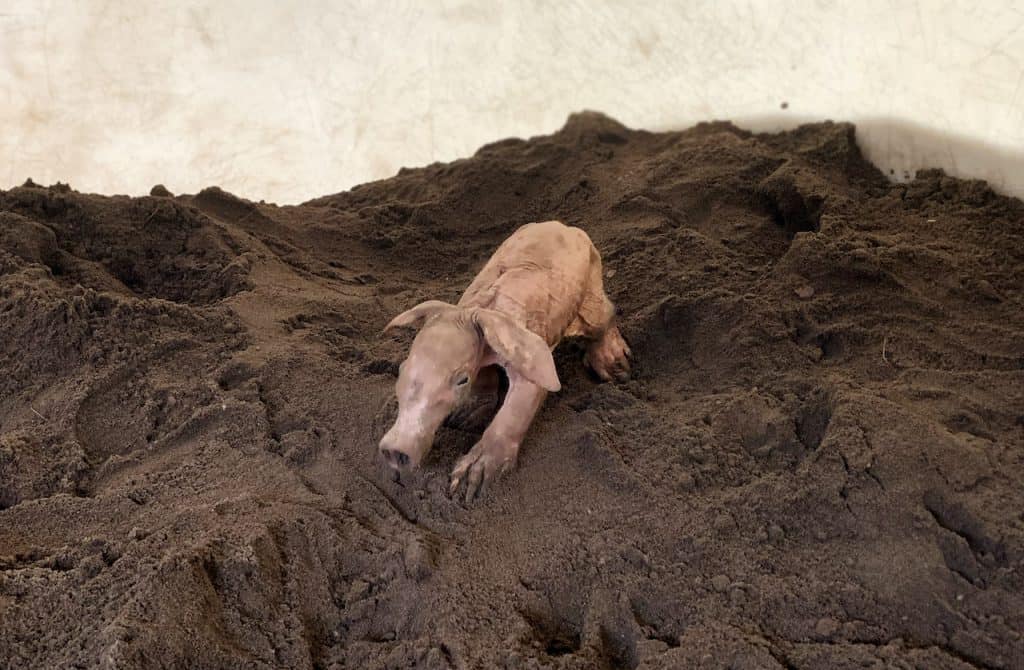 Baby Love Follows Aardvark Couple on ‘Magic of Disney’s Animal Kingdom ...