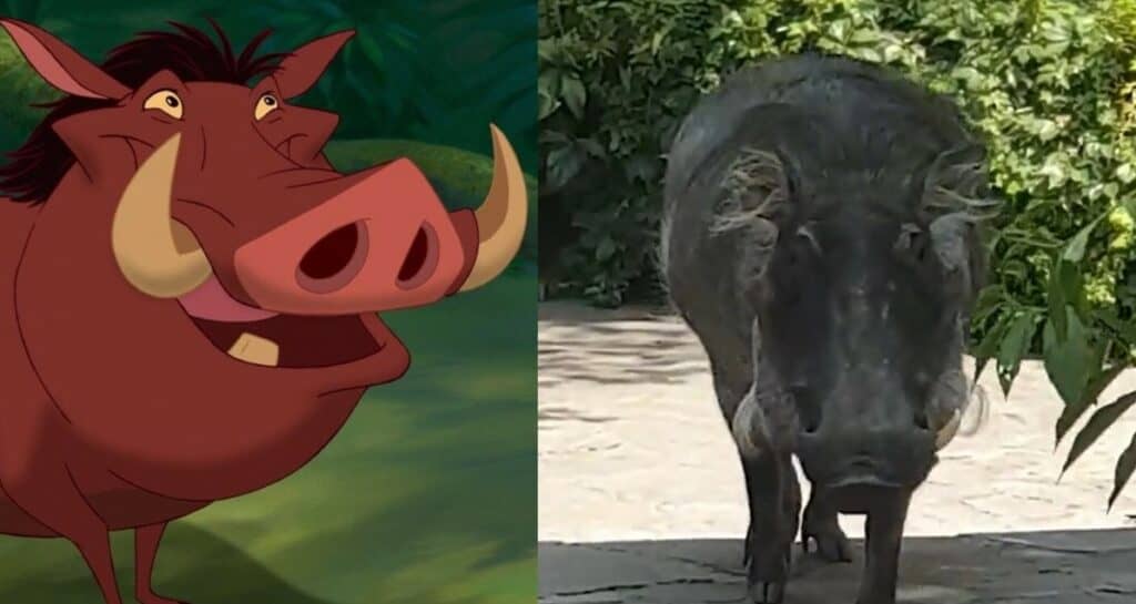Lion King's Pumbaa Trends After Mean Warthog Video Goes Viral | Disney ...