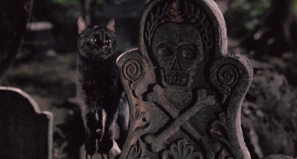 No, Thackery Binx Is NOT Returning For 'Hocus Pocus 2' | Disney Dining