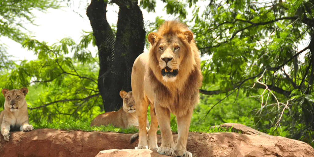 Lions Caught Participating In the ‘Circle of Life’ at Disney’s Animal ...