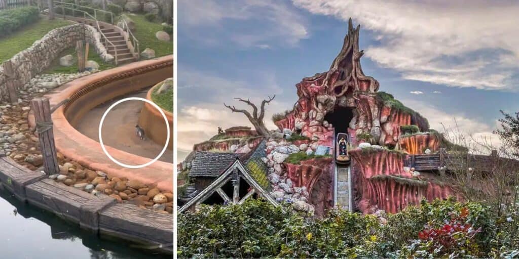 PSA: Petting One of Disney's Feral Cats Could Get Them Evicted From the ...