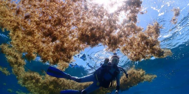 Flesh-Eating Seaweed Headed To Florida: What You Need To Know