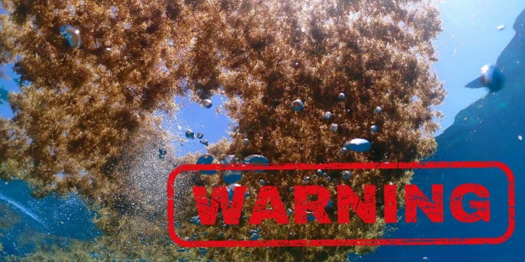 Flesh-Eating Seaweed Headed To Florida: What You Need To Know