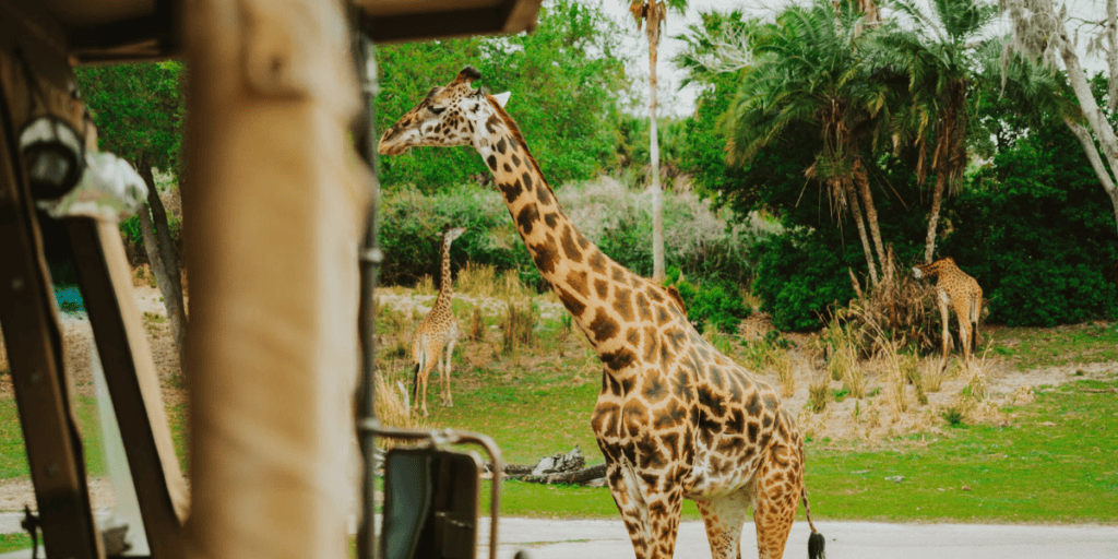 Disney Has Officially Decided the Future of Its Newest Baby Giraffe