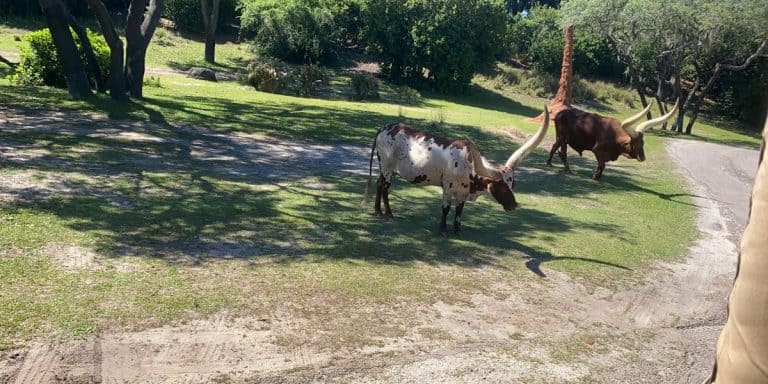 Disney Has Officially Decided the Future of Its Newest Baby Giraffe